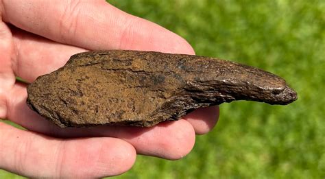 Rare Fossil Sloth Claw Megalonyx Jeffersonii Pleistocene Etsy