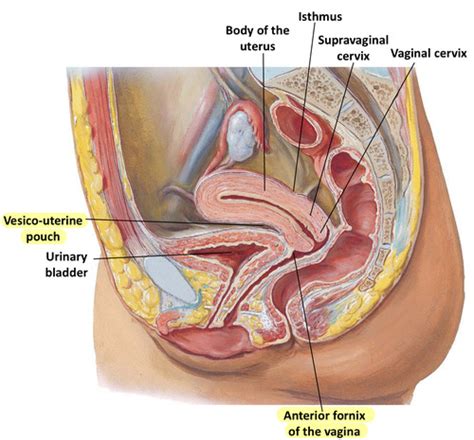 Surgical Anatomy Of The Uterus Flashcards Quizlet