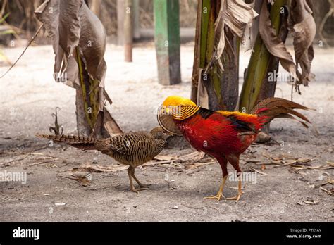 Mating Display Of A Male Golden Pheasant Also Called The Chinese Pheasant Or Chrysolophus Pictus