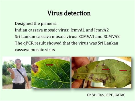 Update Of Cassava Cmd In China