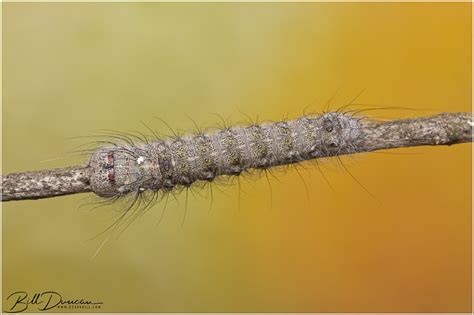 2025 Caterpillar Season Greater Oak Dagger Moth A Thousand Acres Of