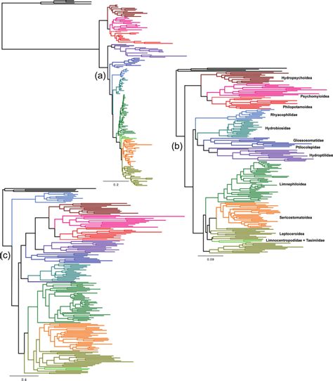 Maximum Likelihood Trees For Data Subset Analyses These Include Both Download Scientific