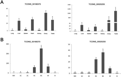 Identification And Functional Analysis Of Long Intergenic Noncoding Rna Genes In Porcine Pre