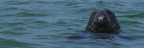 Grey Seals Sable Island National Park Reserve