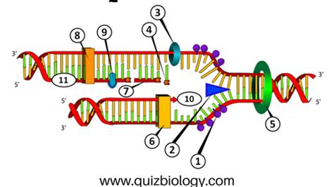 DNA Replication Flashcards Quizlet