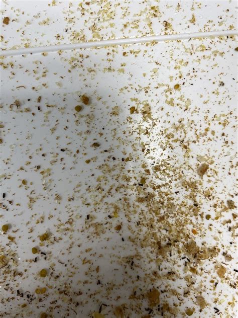 Varsahi Object Detection Dataset By Sammy