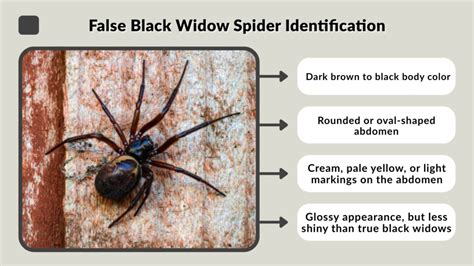 False Black Widow Spider Identification Guide And Facts