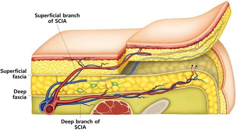 Superficial Circumflex Iliac Artery