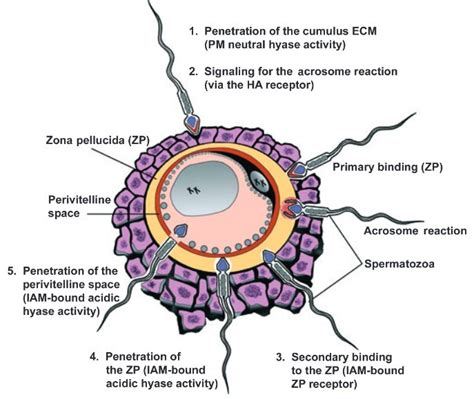 The Male Reproductive System And Hyaluronidase A Biological Insight Creative Enzymes