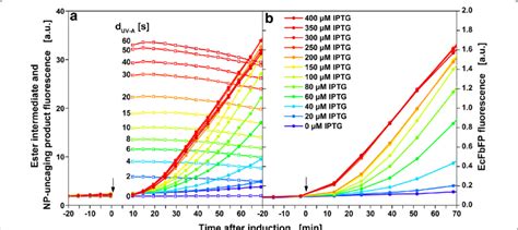 Onset Of Heterologous Protein Production After Induction With Ciptg Or