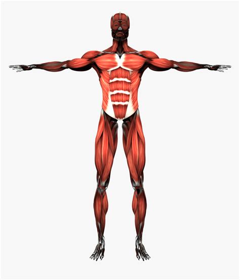 Body Muscle Layout At William Noland Blog