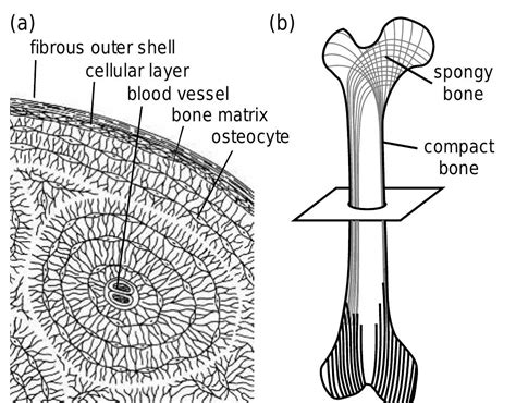 6ab The Microstructure Of A Thin Section Of A Long Bone