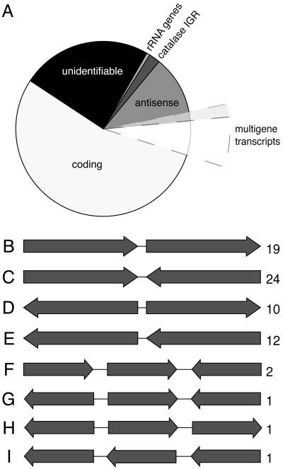 Distribution Of Cdna Types From A Locustae Ests A Classification Of