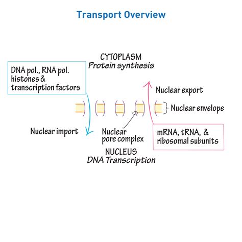 Cell Biology Glossary Nuclear Transport Ditki Medical And Biological
