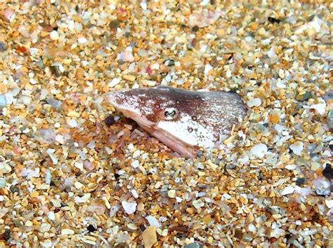 Worms World Register Of Marine Species