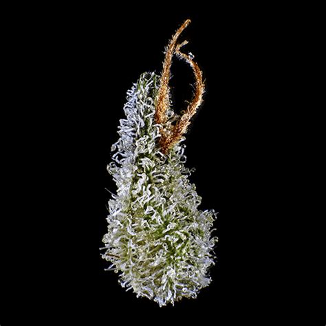 Individual Parts Of The Cannabis Plant Nuka Seeds Bank