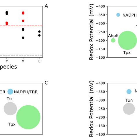 Identification Of 4 Node Motifs In Pathogen Thiol Networks Motif