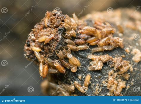 Larvae and Pupa in Banana of Common Fruit Fly, Drosophila Melanogaster ...
