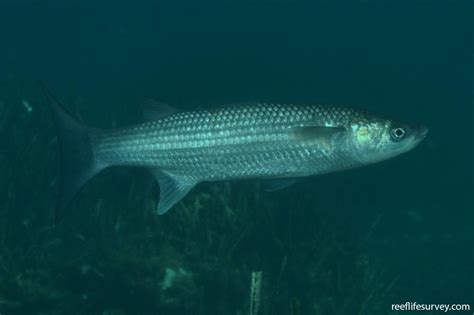 Chelon Labrosus Thicklip Grey Mullet Reef Life Survey