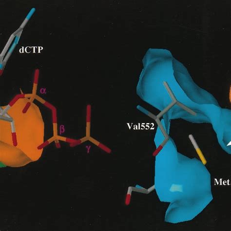 Schematic Representation Of The Hbv Pol Gene An Hbv Polymerase