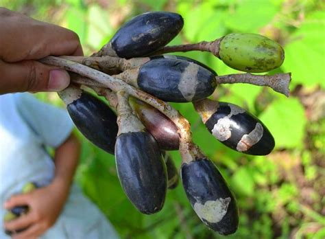 Pili Nuts Fruit From Philippines Exotic Fruit Fruit Exotic