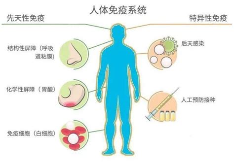 一篇文章带你全面了解人体免疫系统！ 知乎