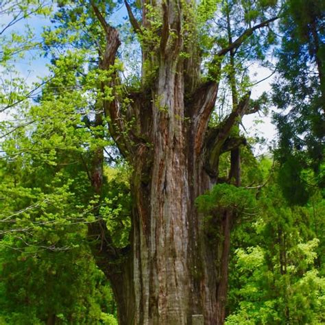 吉川 弘美 Hiromiktm • Threads Say More