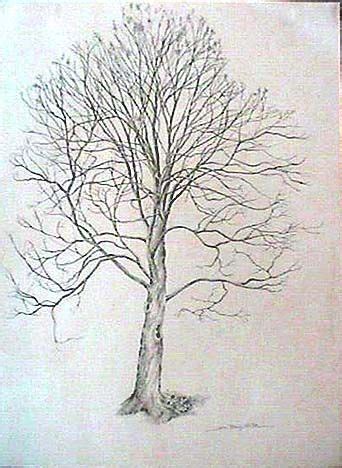 Maple Tree Sketch At PaintingValley Com Explore Collection Of Maple Tree Sketch
