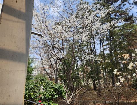 메이플스토리 인벤 벚꽃 다폈다 메이플스토리 인벤 자유게시판 메이플스토리 인벤 벚꽃 다폈다 메이플스토리 인벤 자유게시판