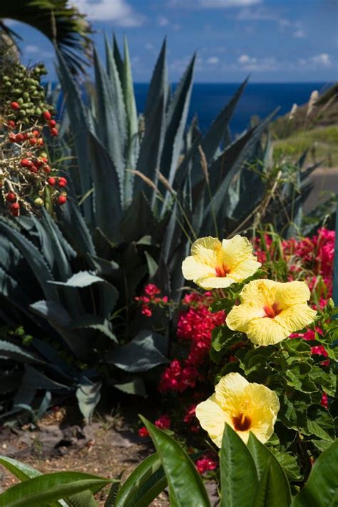 Tropic Gardens Gardening In A Tropical Climate Gardening Know How