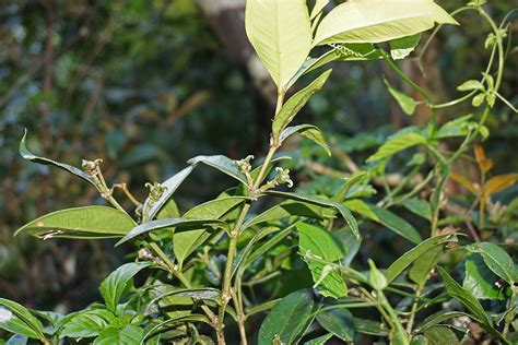 Buxus Loheri Buxaceae