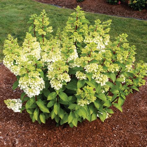 Hydrangée Paniculée Moonrock® Jardineries Botanix