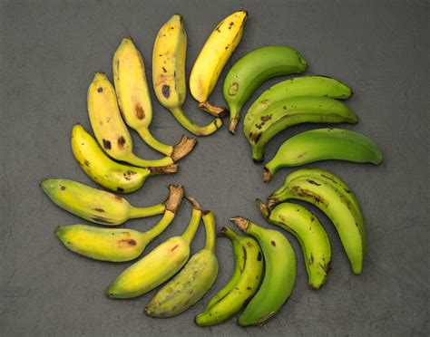 A Quest For The Gros Michel The Great Banana Of Yesteryear