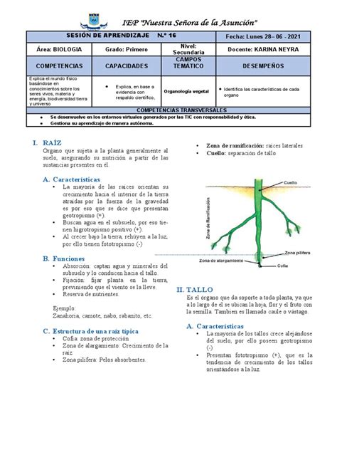 Partes De Las Plantas Para Primero De Secundaria Pdf Hoja Tallo