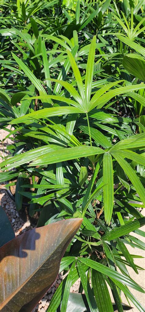 20220912132252 Rhapis Excelsor Pool Garden Design Sydney