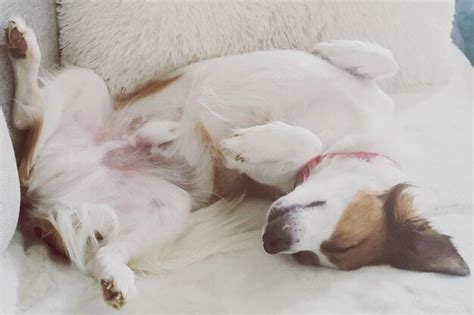 Premium Photo Nap Time