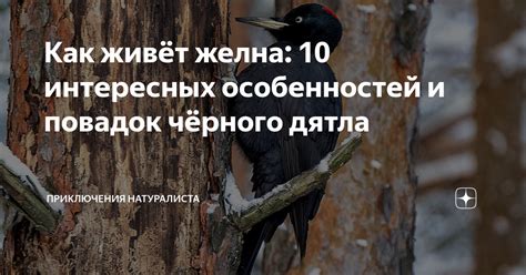 Как живёт желна 10 интересных особенностей и повадок чёрного дятла Приключения натуралиста Дзен