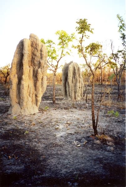 как устроен термитник? - Энциклопедия