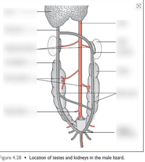 Diagram Of Lizard MRT Quizlet