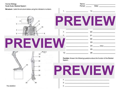 Human Body Skeletal System Human Body Systems Skeletal System Unit Anatomy And Physiology