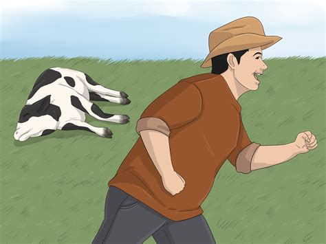 Cow Tipping Is It Real Or Just An Urban Legend
