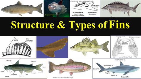 Types Of Fins In Fishes Fish Fins Caudal Tail Homocercal
