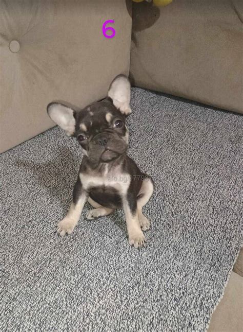 френски булдог кученца Булдог 2 месеца Мъжко Женско Чистокръвно Кучета продава Сърби
