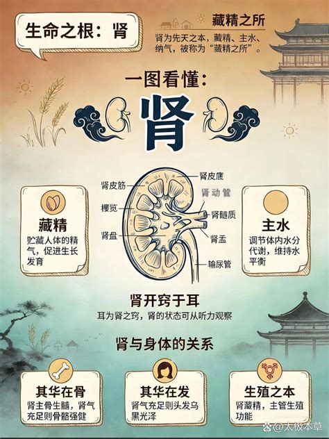 原来肾才是身体的“生命充电宝” 宝子们！肾可是咱们的“先天之本”，藏着身体的“能量储备”，快跟着这张图搞懂它的重要性～（纯养生知识分享哦～不是