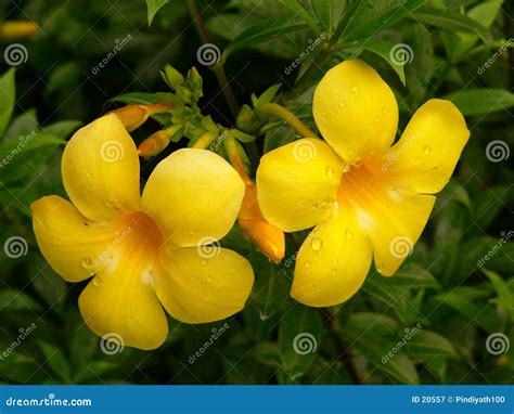 Alamanda Flowers Stock Image Image Of Leaves Flower Flowers 20557