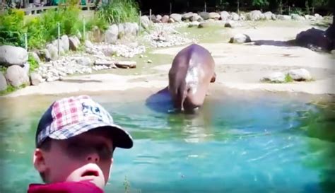 Animal Digestive Systems Make Noise Too Why Take The Hippopotamus