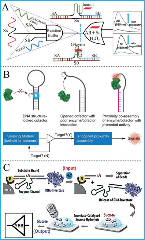 A Logicprogrammed DNA Caliper For Ratiometric Analysis Of DNA Download Scientific Diagram