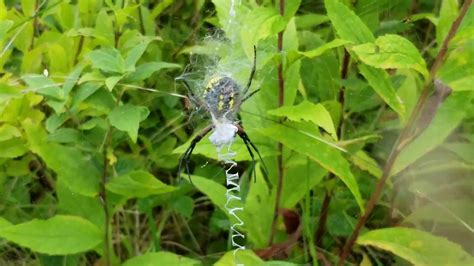 Yellow Garden Spider Egg Sac Fasci Garden