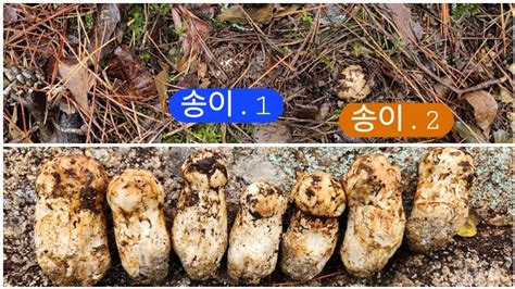 송이버섯 산행 2일차 Youtube