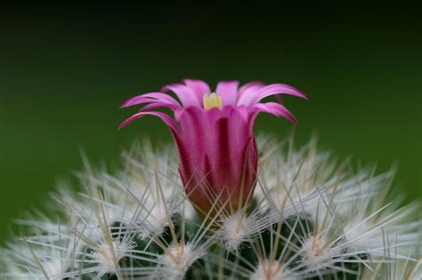 30 000 Free Cactus Africa And Africa Images Pixabay